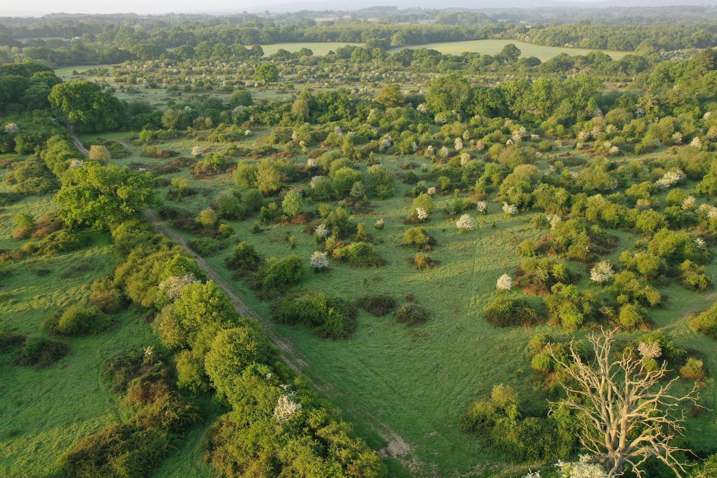 Harold's Park Wildland — Nattergal
