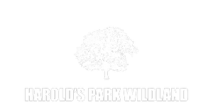 Harold's Park Wildland — Nattergal