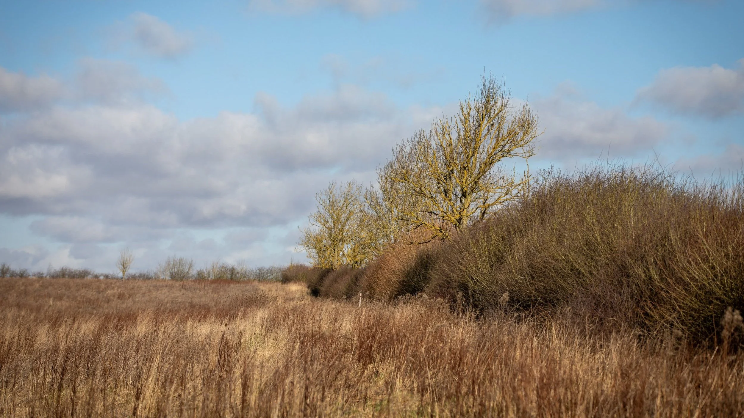 Arup to Restore Nature at Nattergal’s Boothby Wildland and Advance UK ...