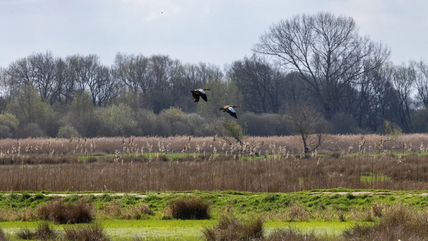 High Fen Wildland — Nattergal