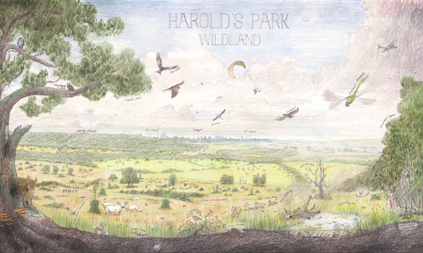 Harold's Park Wildland — Nattergal