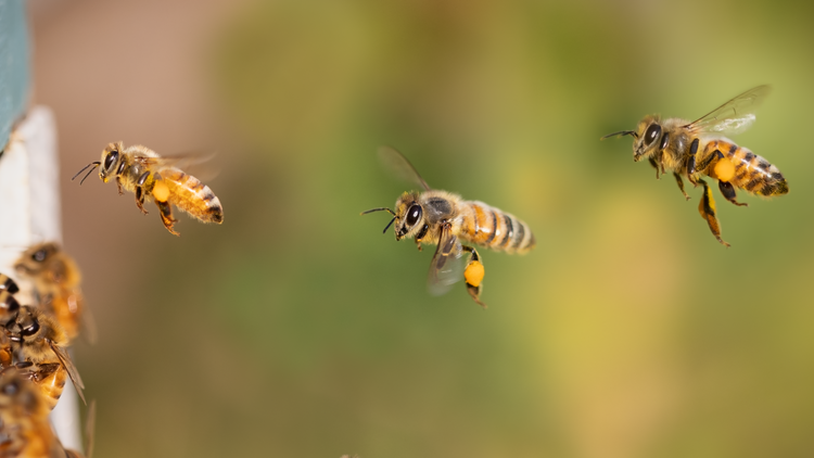 ABOUT SAVING THE BEES — A World With Bees