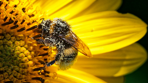 ABOUT SAVING THE BEES — A World With Bees