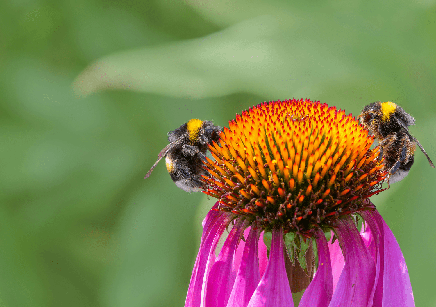 ABOUT SAVING THE BEES — A World With Bees