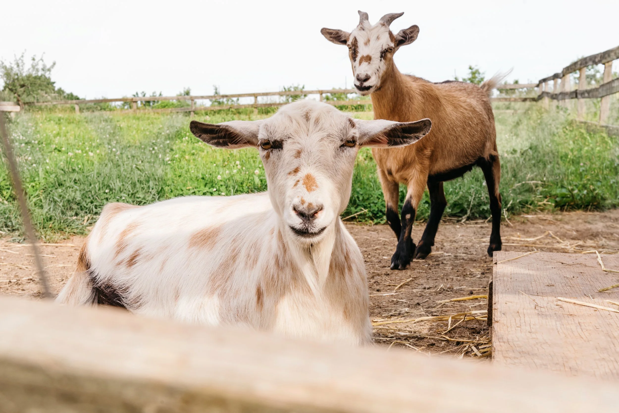 The Farm — Callisto Farm