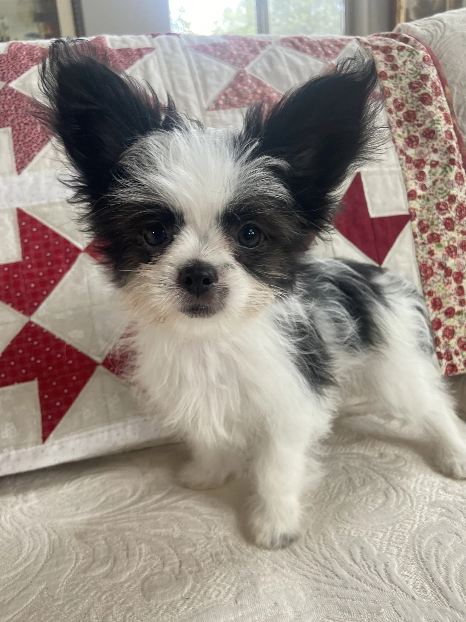 Mi Ki Dog Breeder & Pictures near San Francisco CA at Brumby's Run MiKis