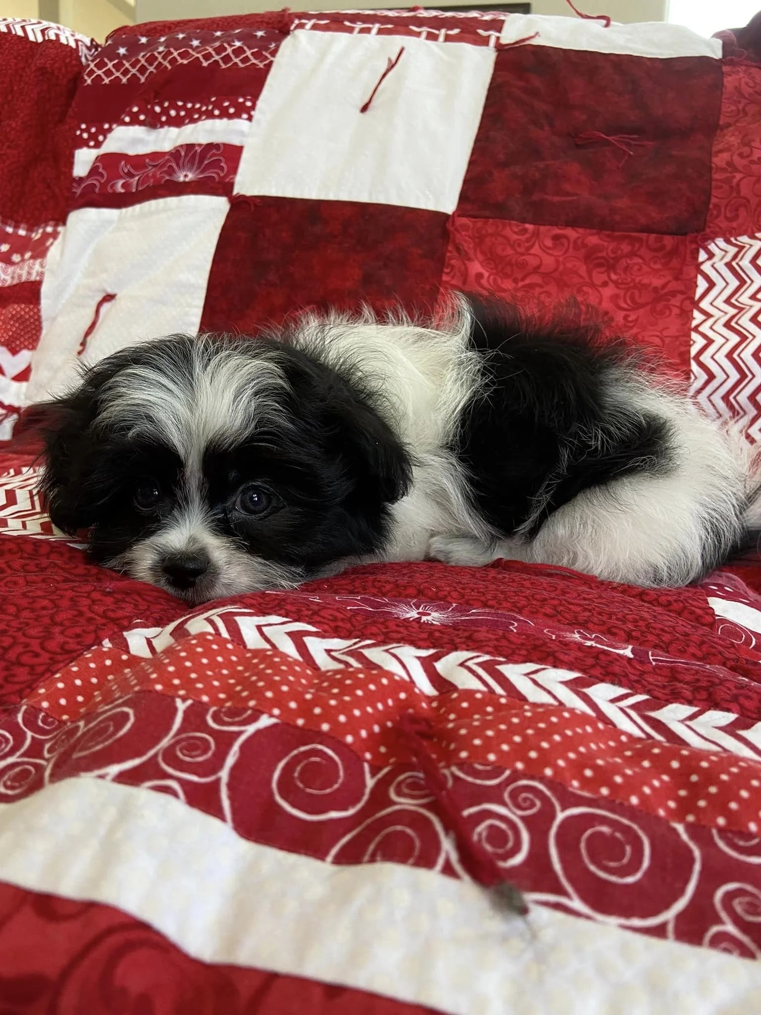 Mi-Ki Puppy Breeder near San Diego CA at Brumby's Run Mi-Kis