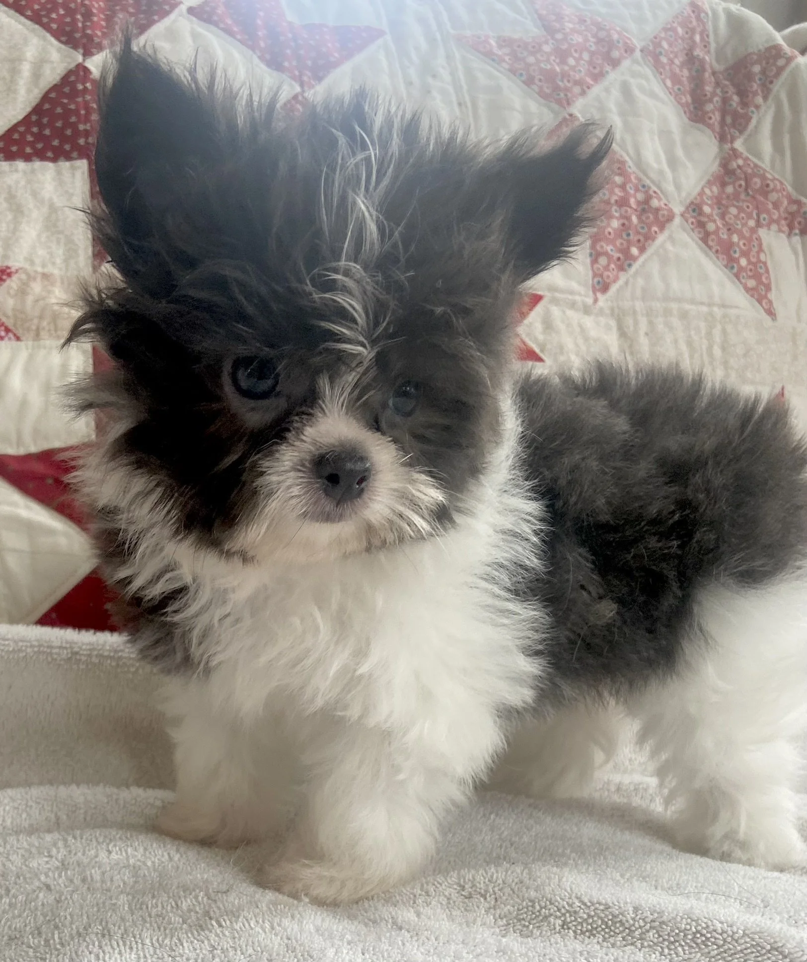 Mi Ki Dog Breeder & Pictures near San Francisco CA at Brumby's Run MiKis