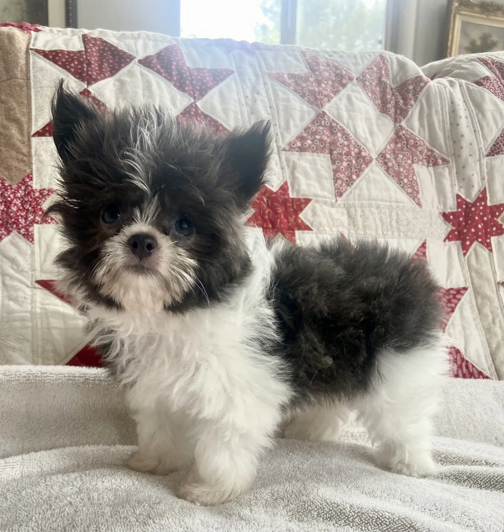 Mi Ki Dog Breeder & Pictures near San Francisco CA at Brumby's Run MiKis