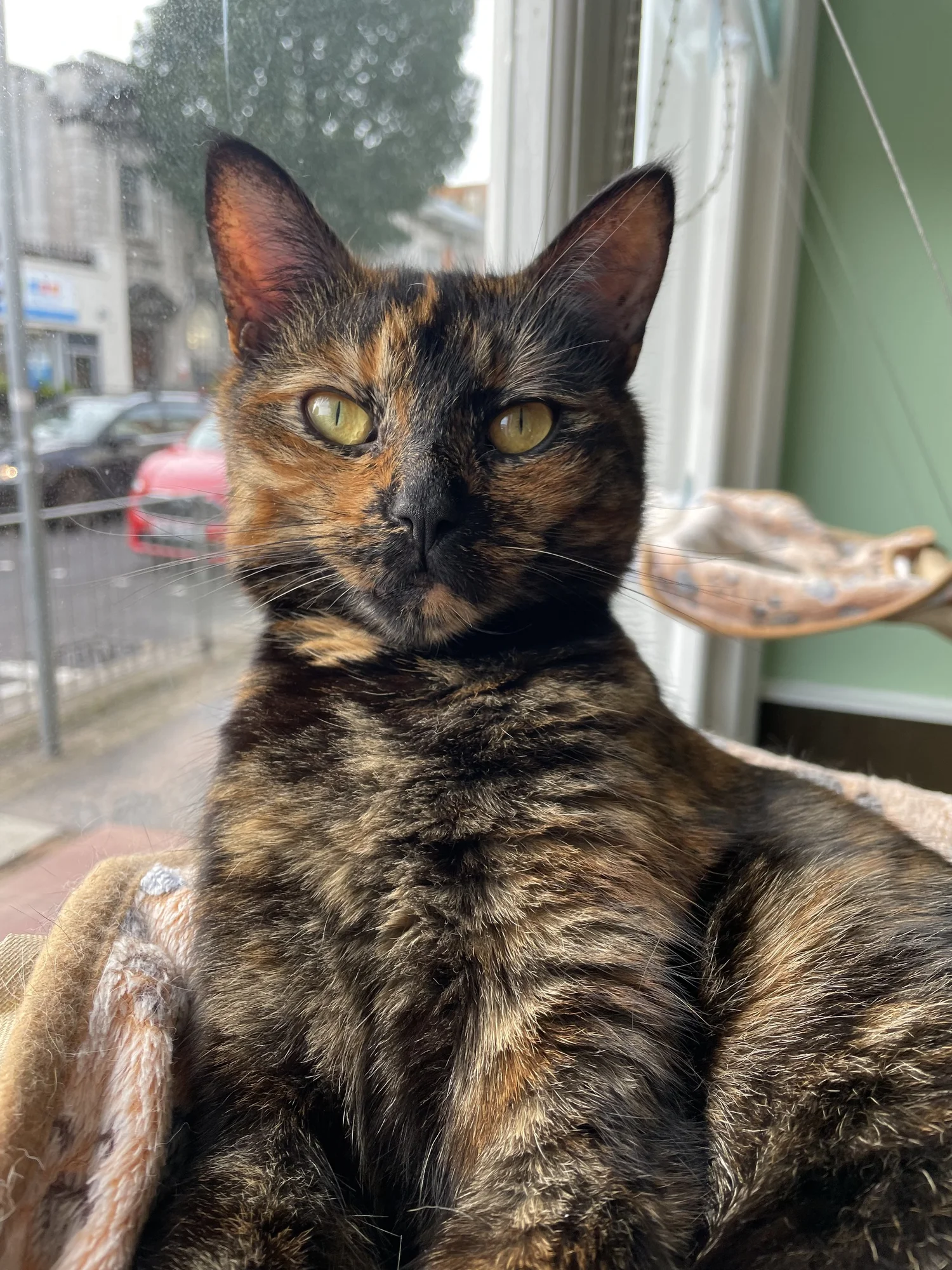 Meet the Mogs — The Mad Catter Cat Cafe