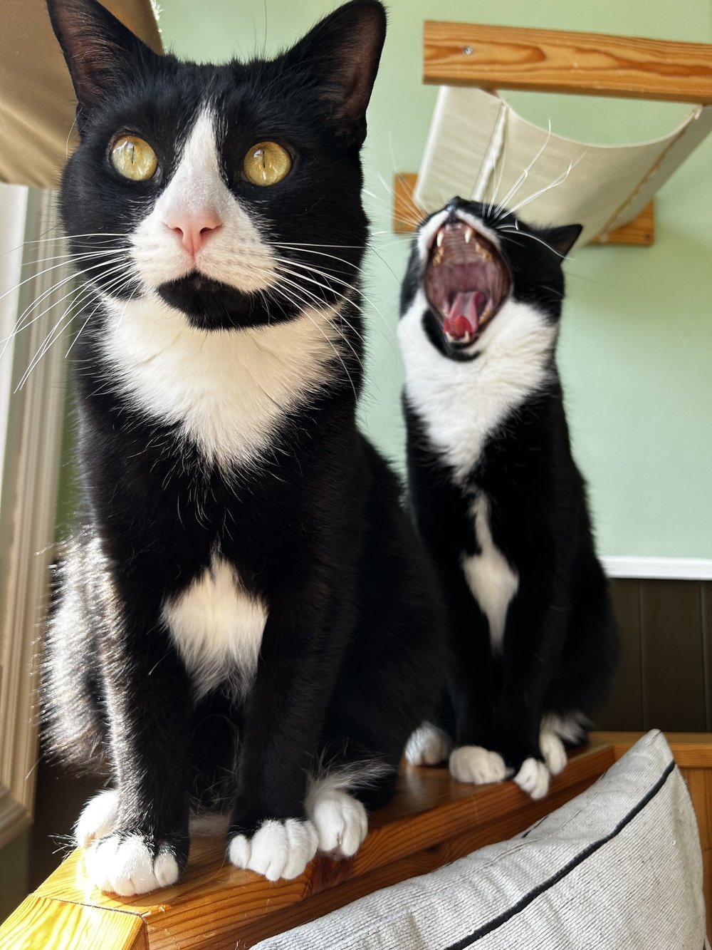 Cafe Rules — The Mad Catter Cat Cafe