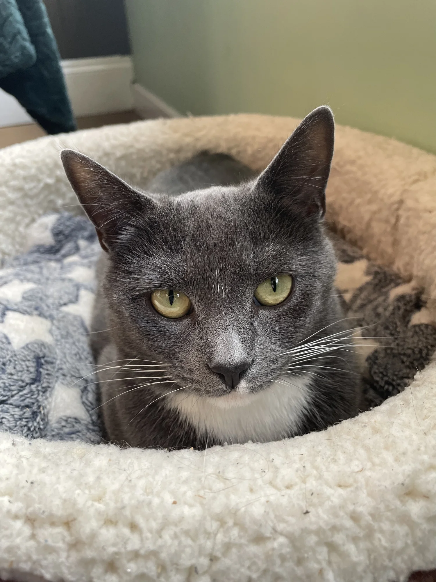 Meet the Mogs — The Mad Catter Cat Cafe