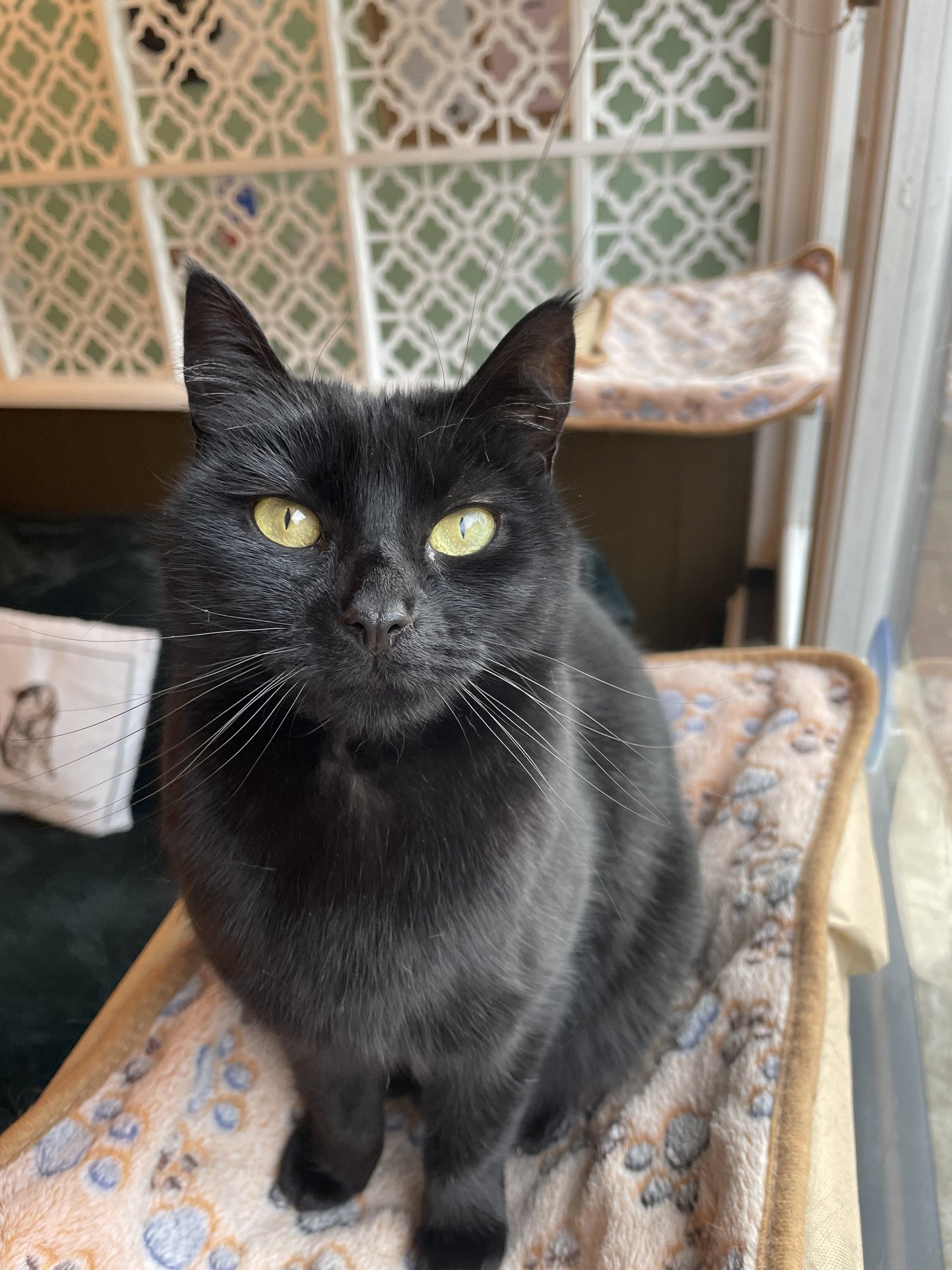 Meet the Mogs — The Mad Catter Cat Cafe