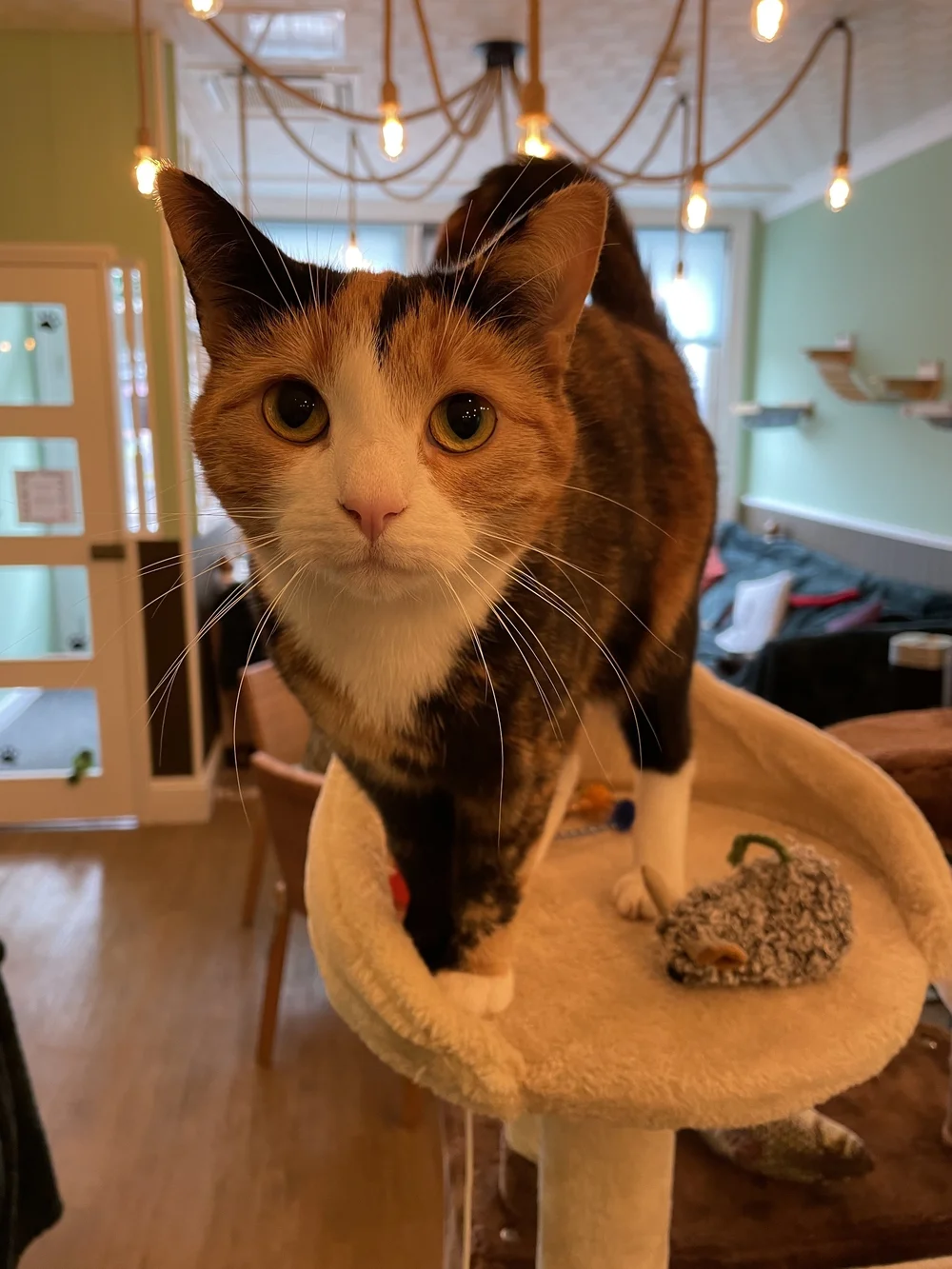 Meet the Mogs — The Mad Catter Cat Cafe
