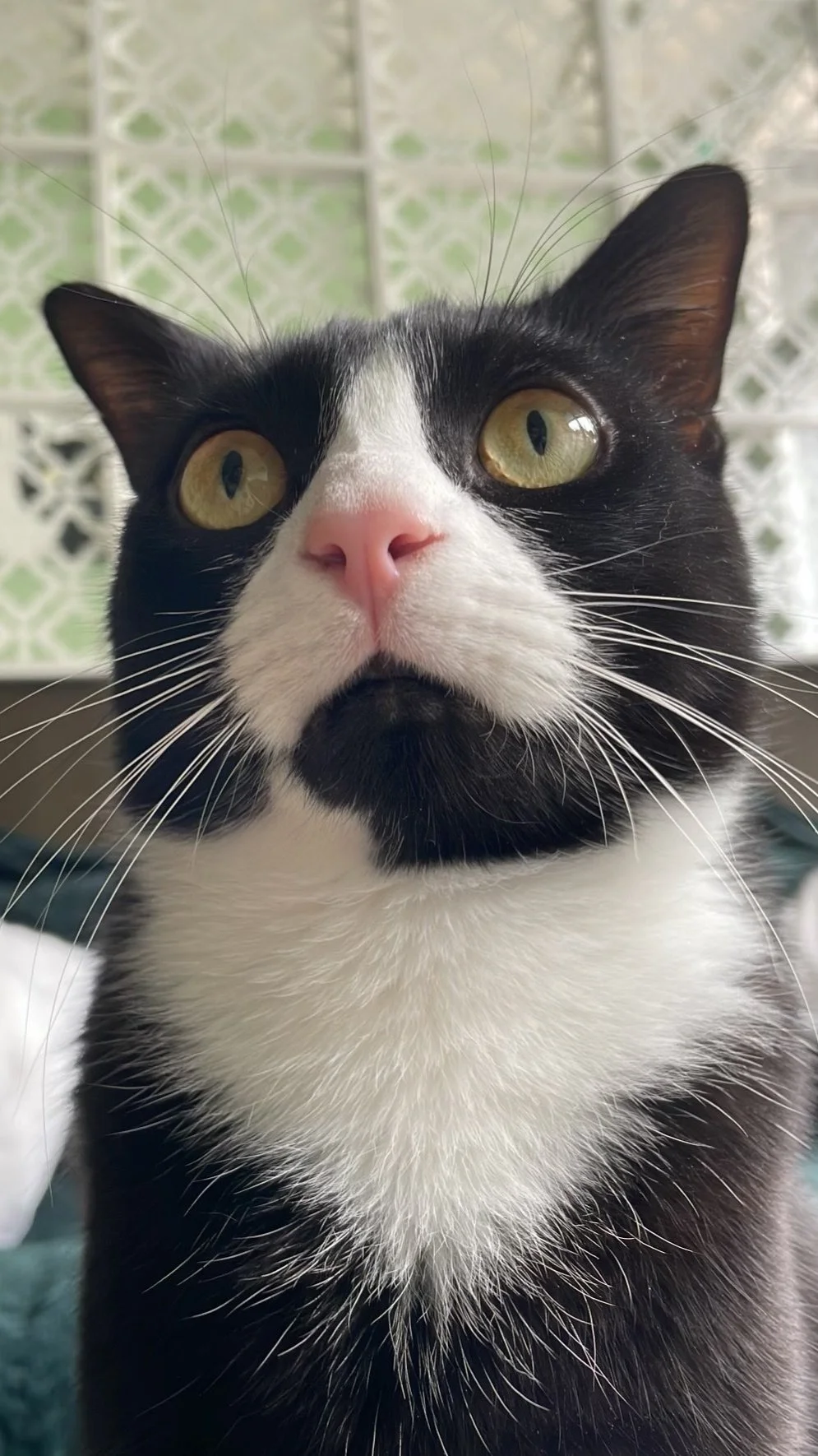 Meet the Mogs — The Mad Catter Cat Cafe