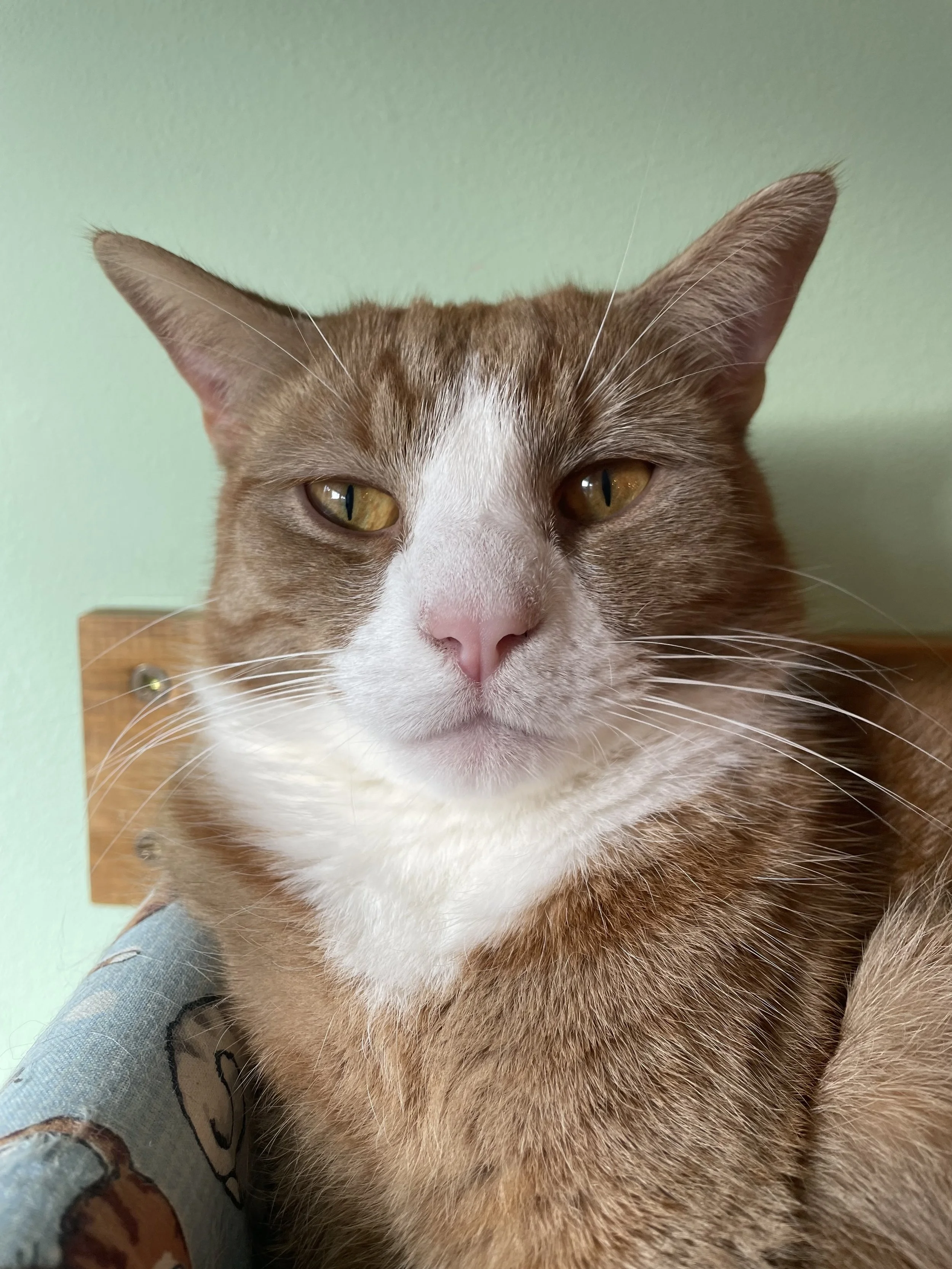 Meet the Mogs — The Mad Catter Cat Cafe