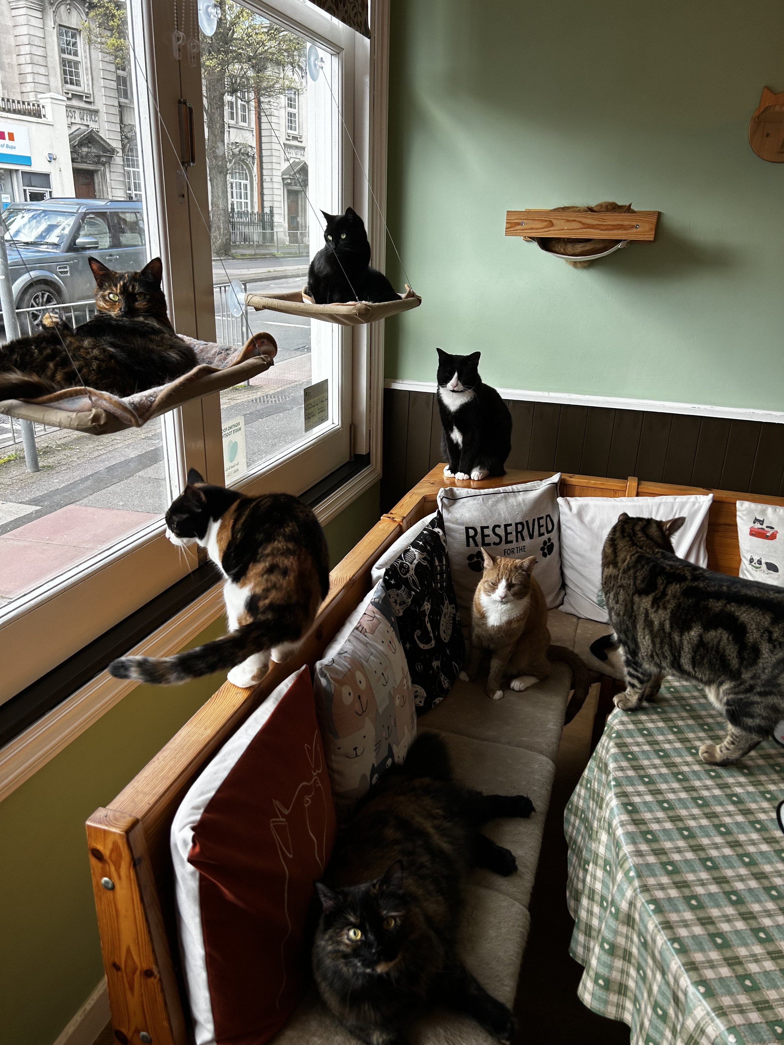 The Mad Catter Cat Cafe