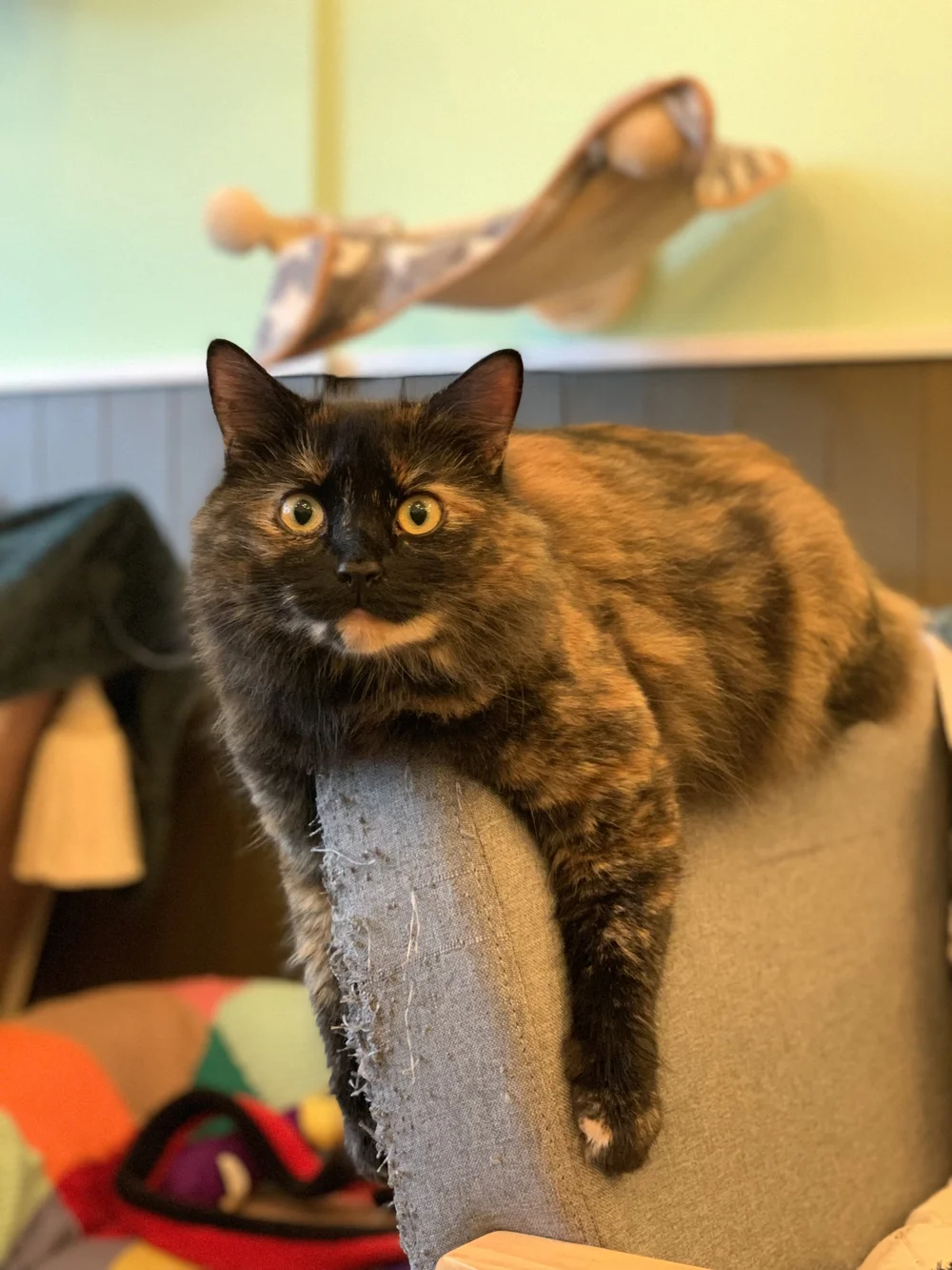 Meet the Mogs — The Mad Catter Cat Cafe