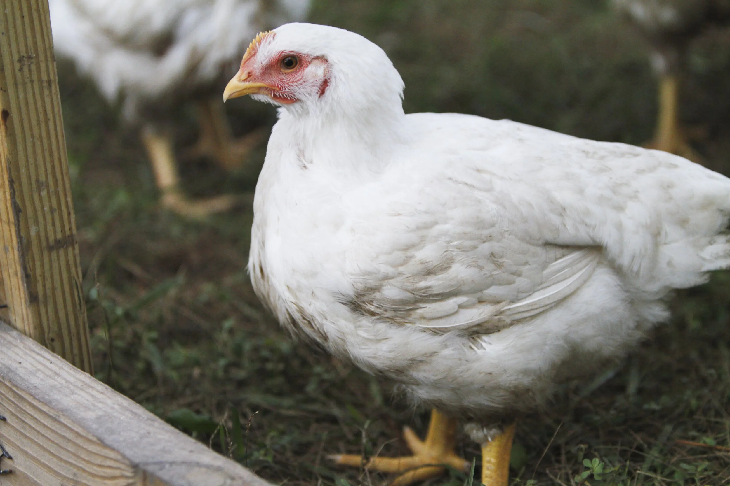 Meat Birds — Charley's Chicks