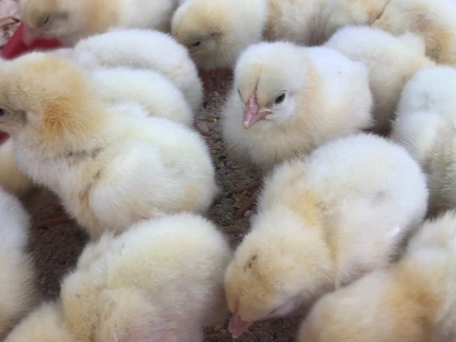 Meat Birds — Charley's Chicks