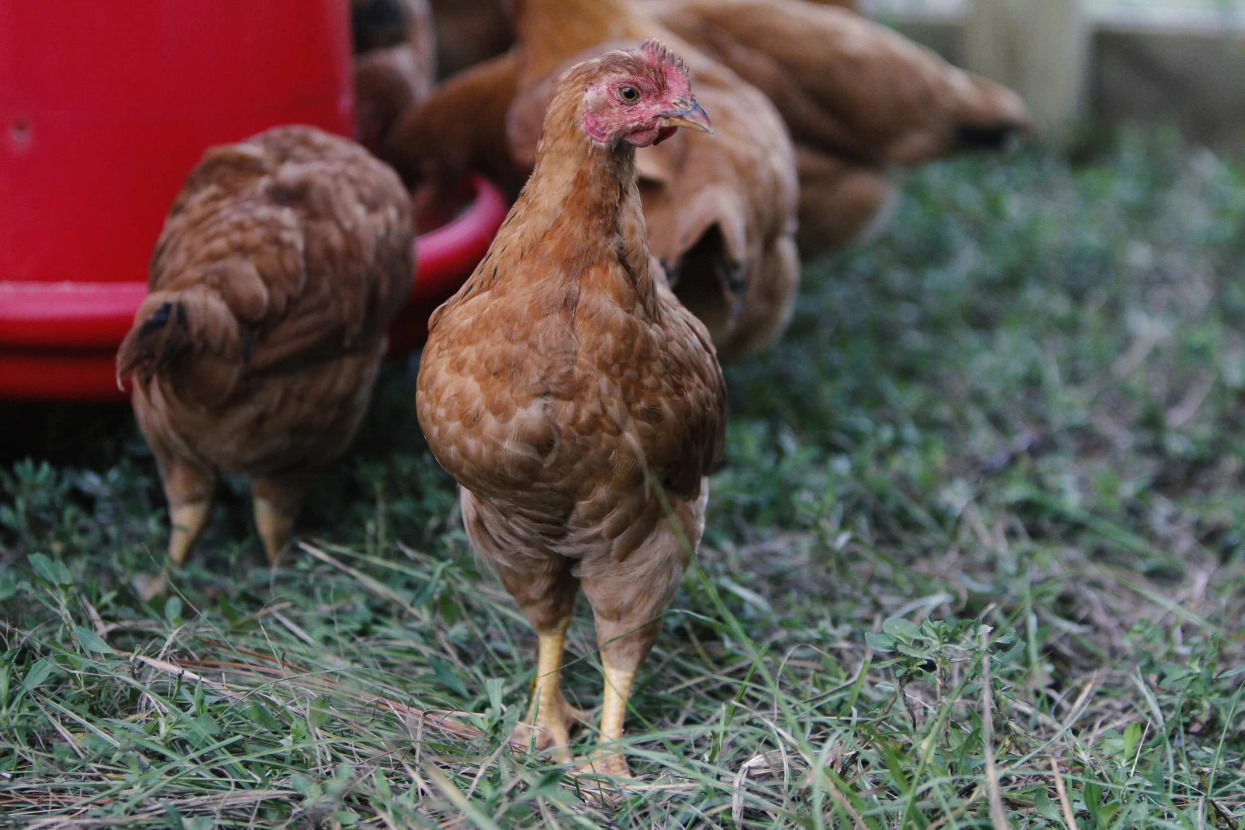 Meat Birds — Charley's Chicks