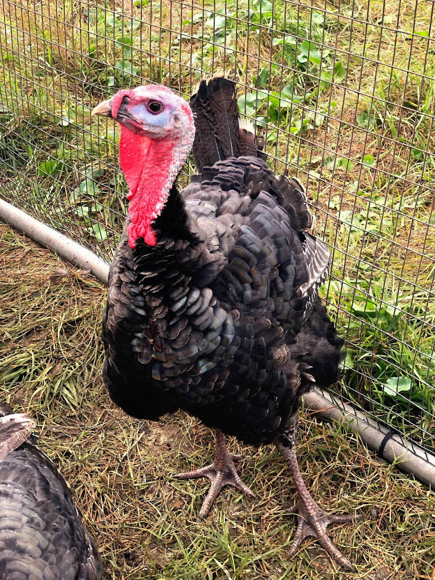 Breeds and Pricing — Charley's Chicks