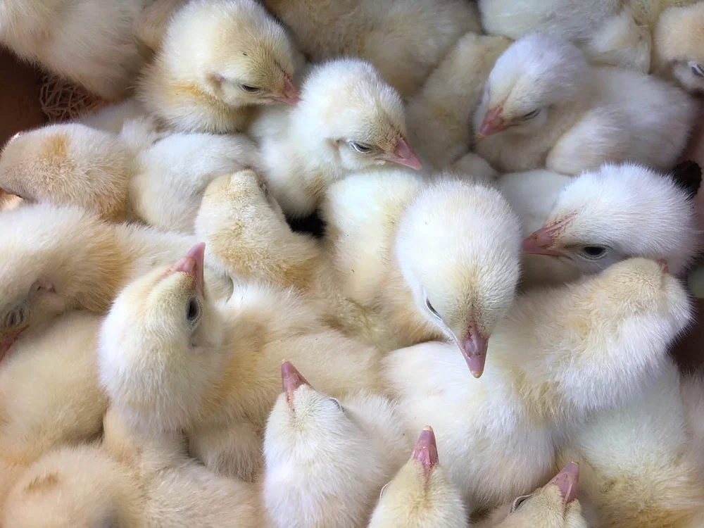 Current Availability — Charley's Chicks