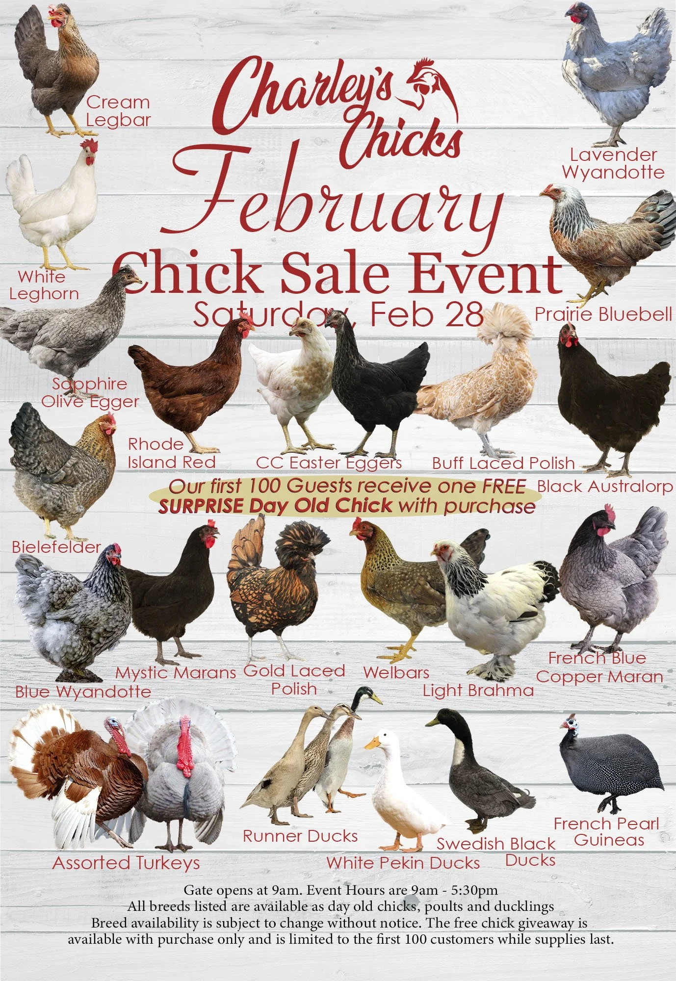 Current Availability — Charley's Chicks