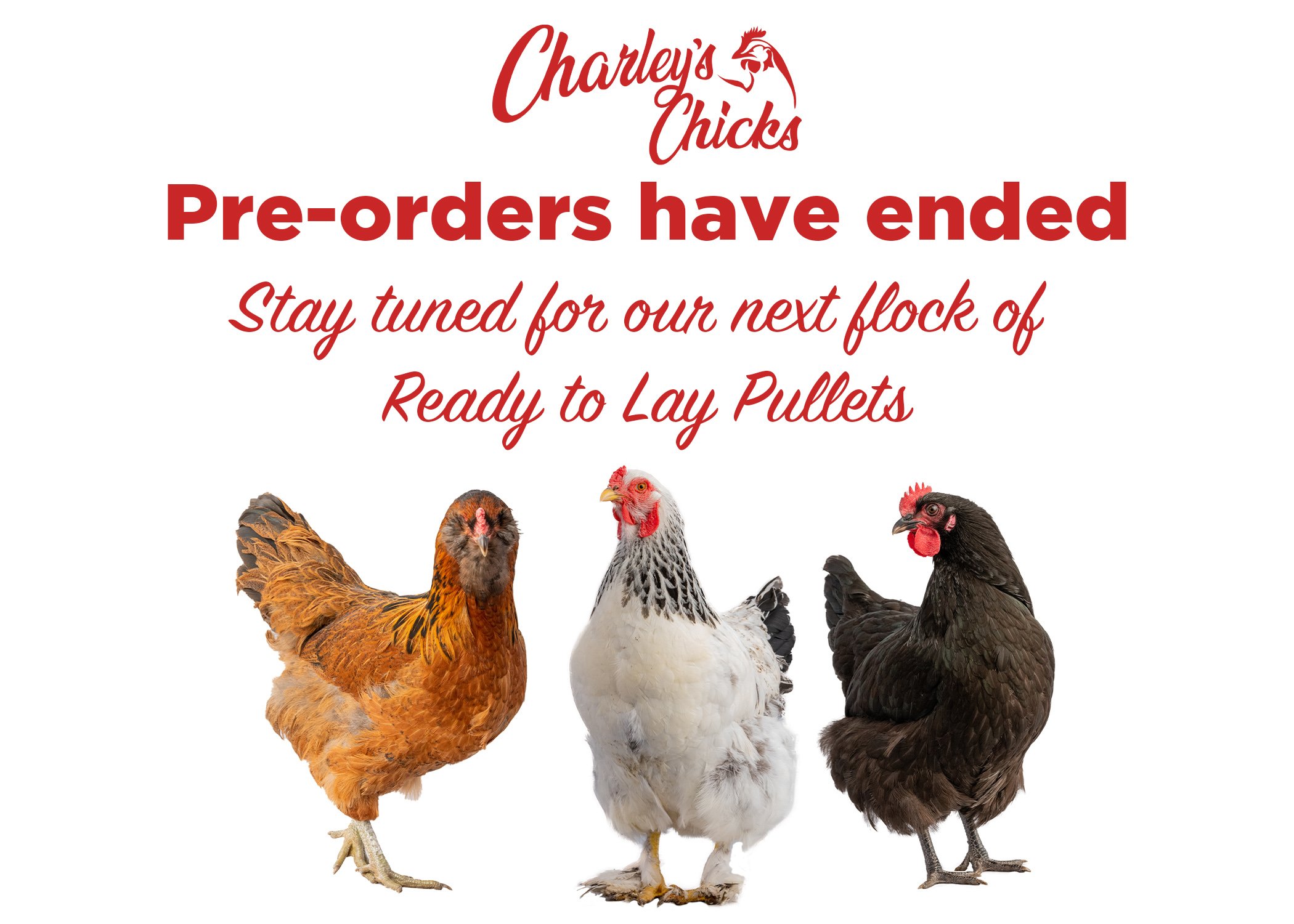 RTL Pullets — Charley's Chicks