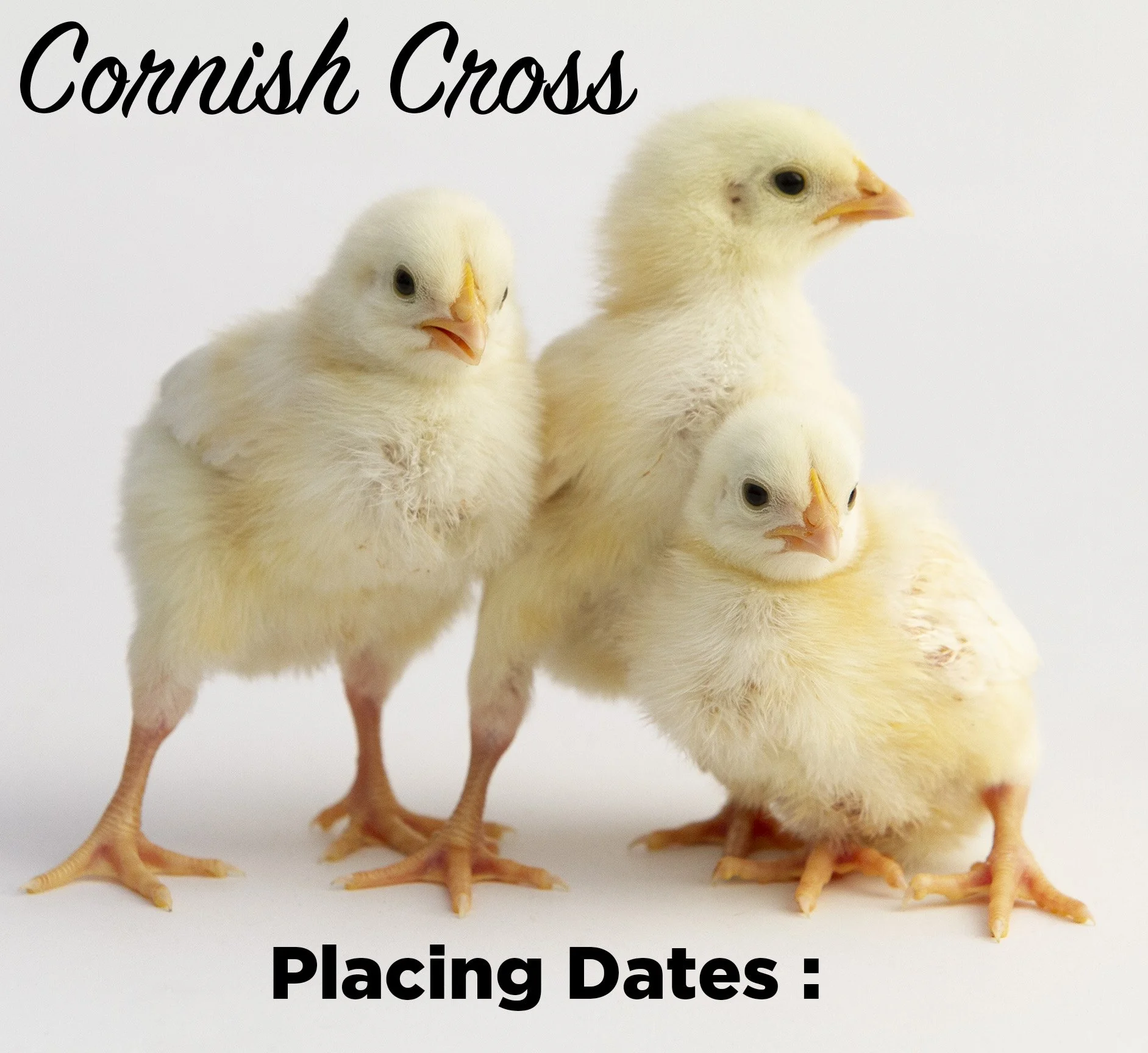 Current Availability — Charley's Chicks