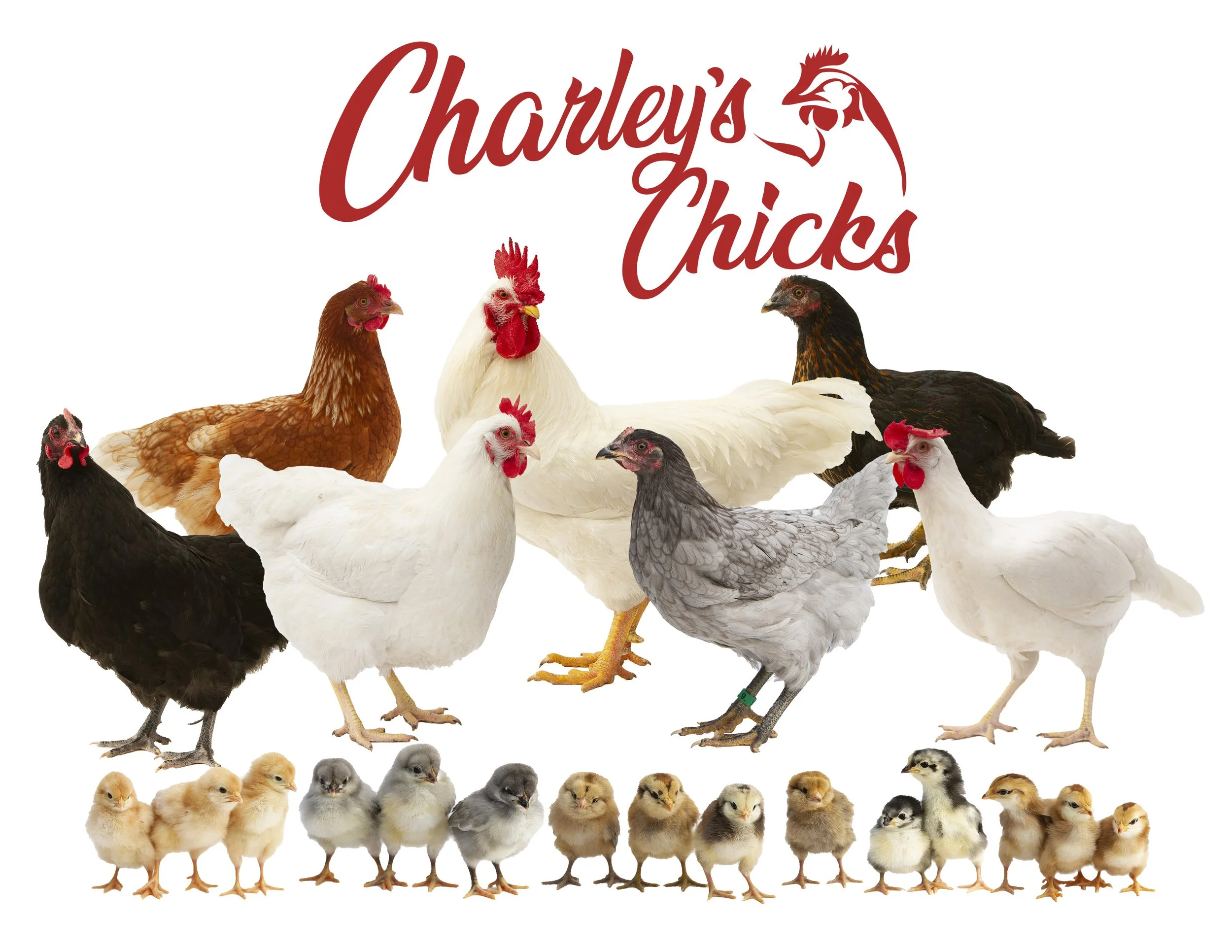 Charley's Chicks