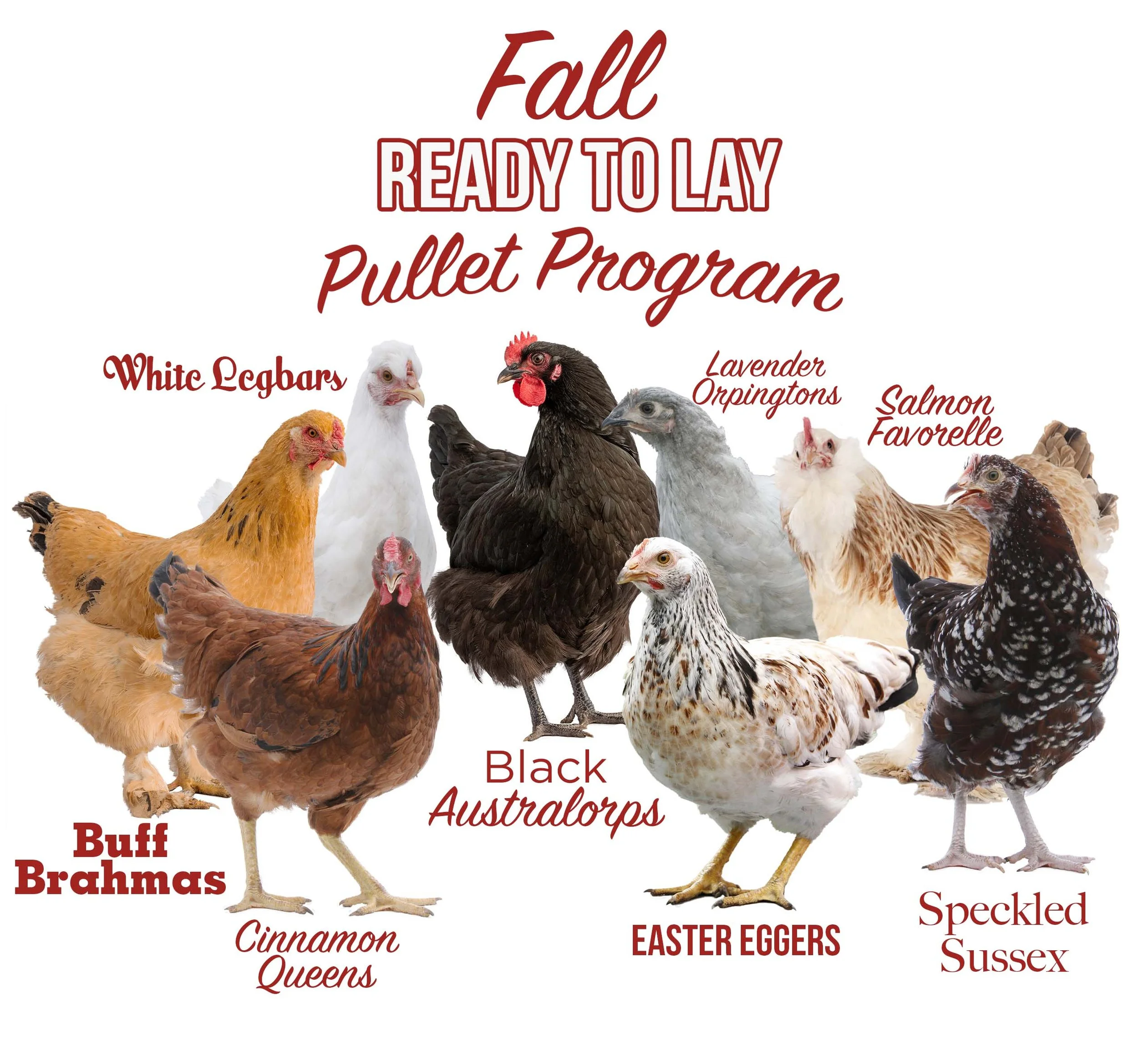 Current Availability — Charley's Chicks