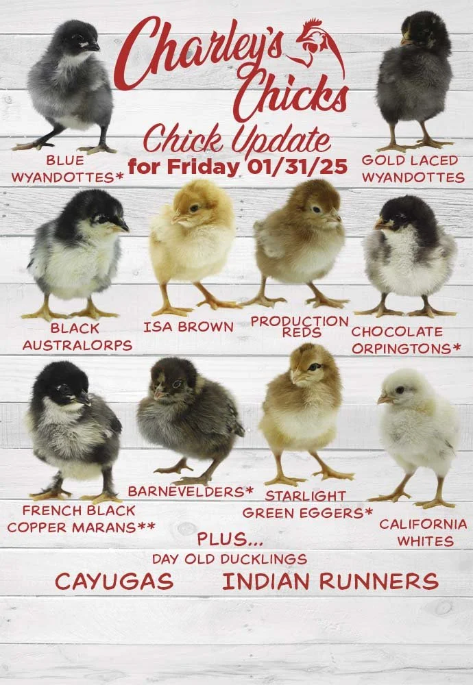 Charley's Chicks