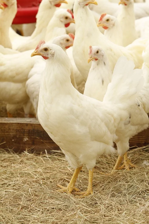 Current Availability — Charley's Chicks