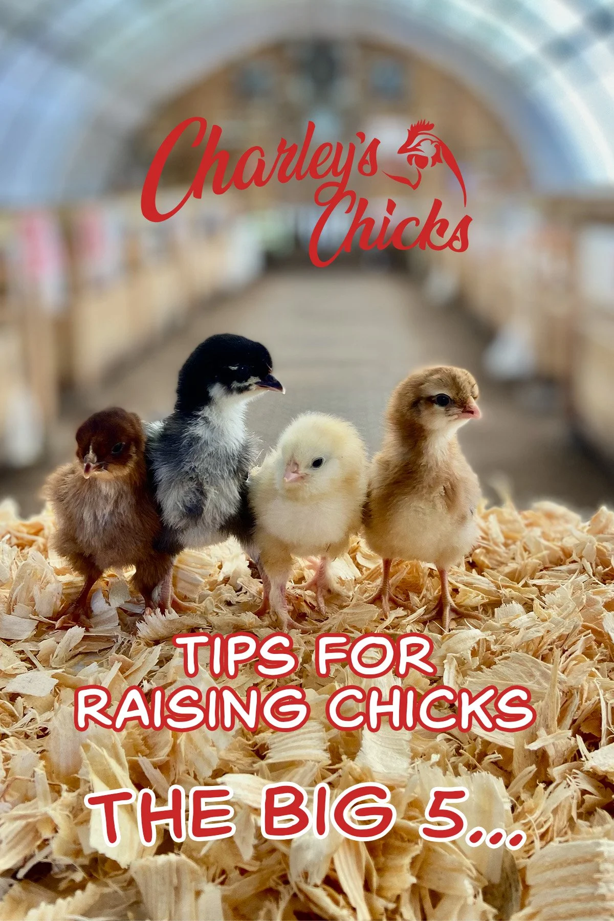 Services 3 — Charley's Chicks