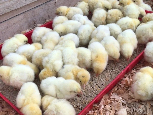 Meat Birds — Charley's Chicks