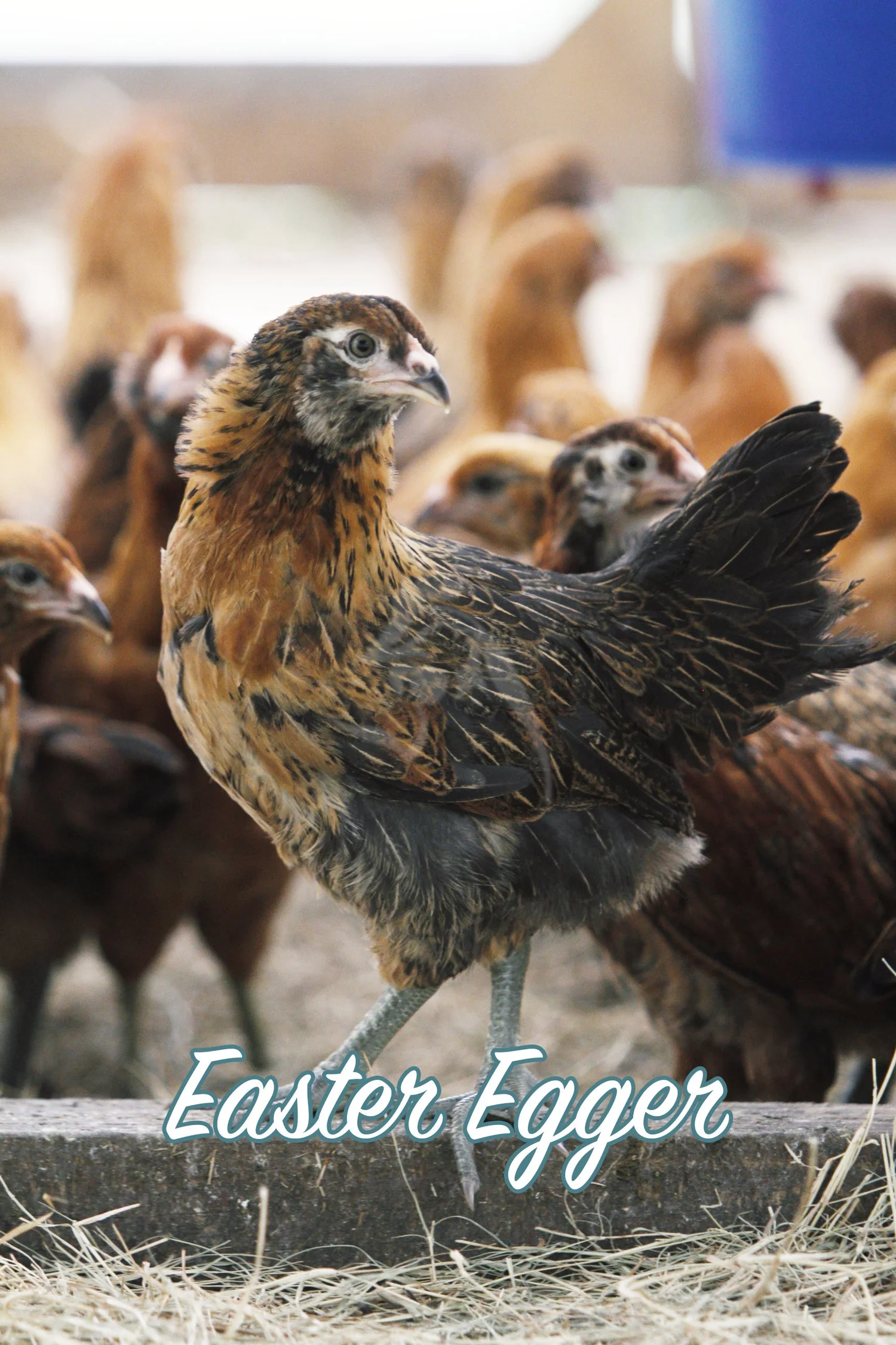 Current Availability — Charley's Chicks