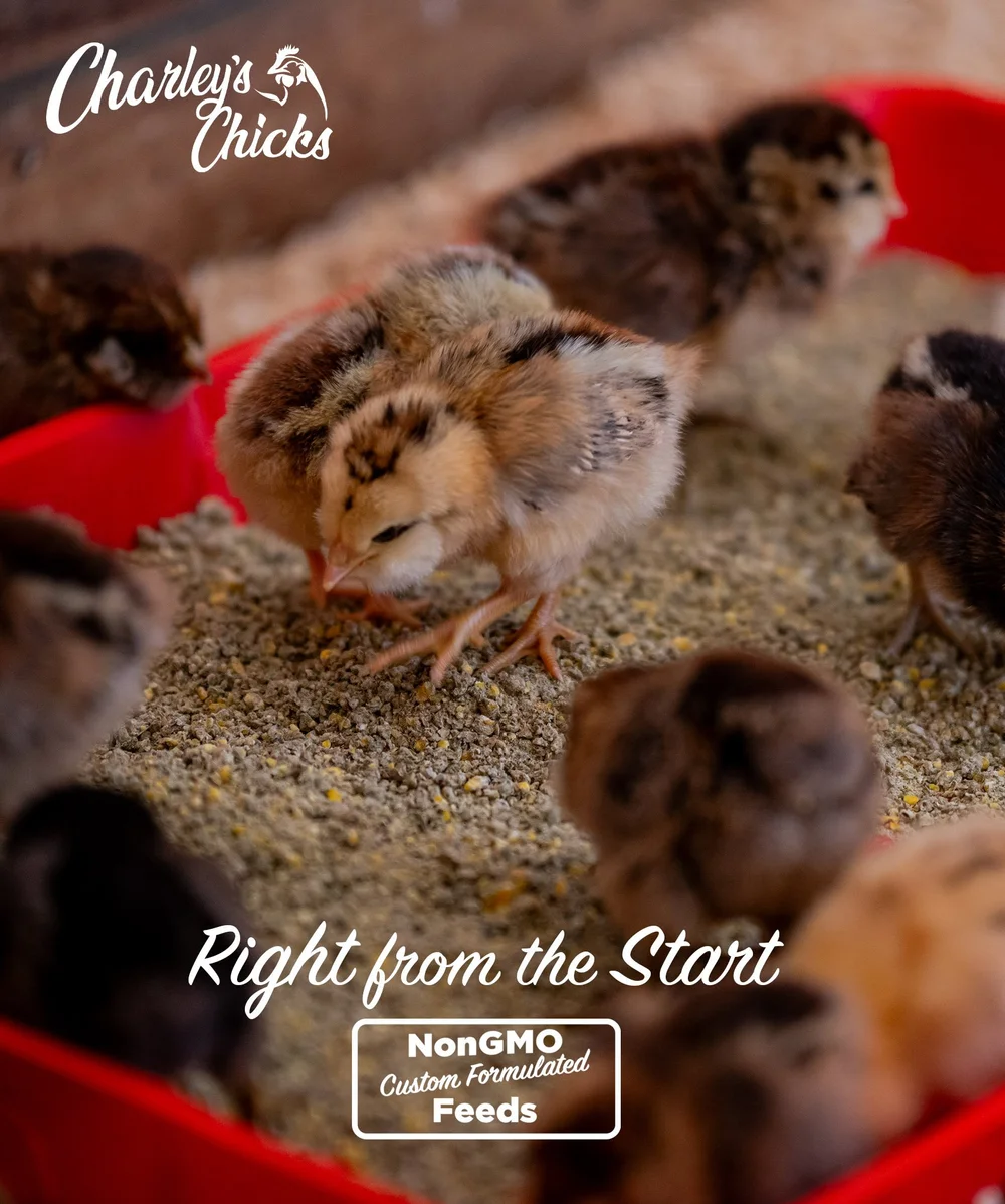 Current Availability — Charley's Chicks