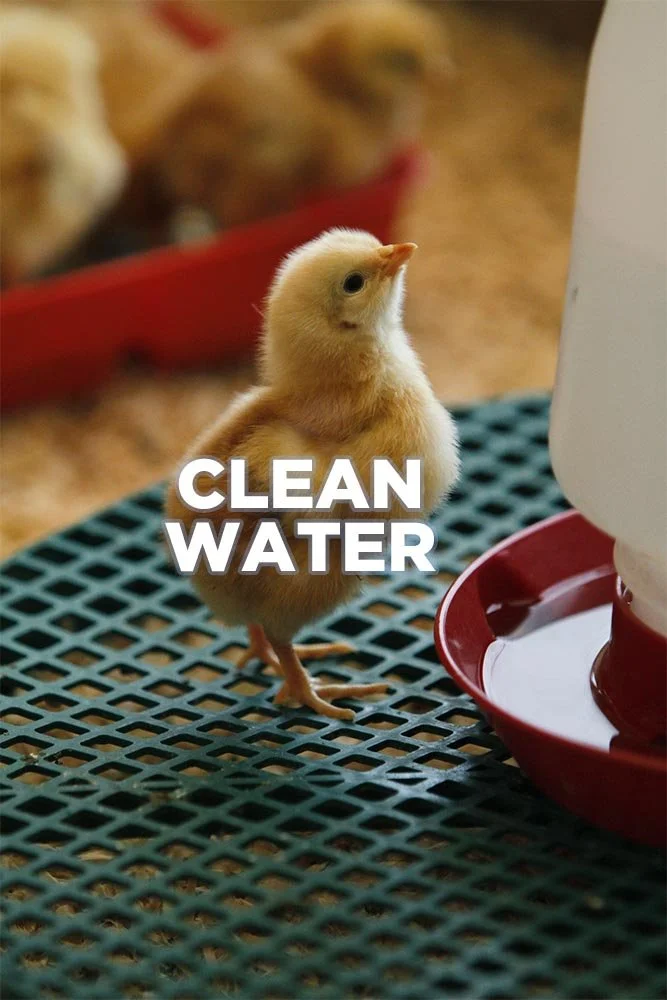 Chick Care — Charley's Chicks