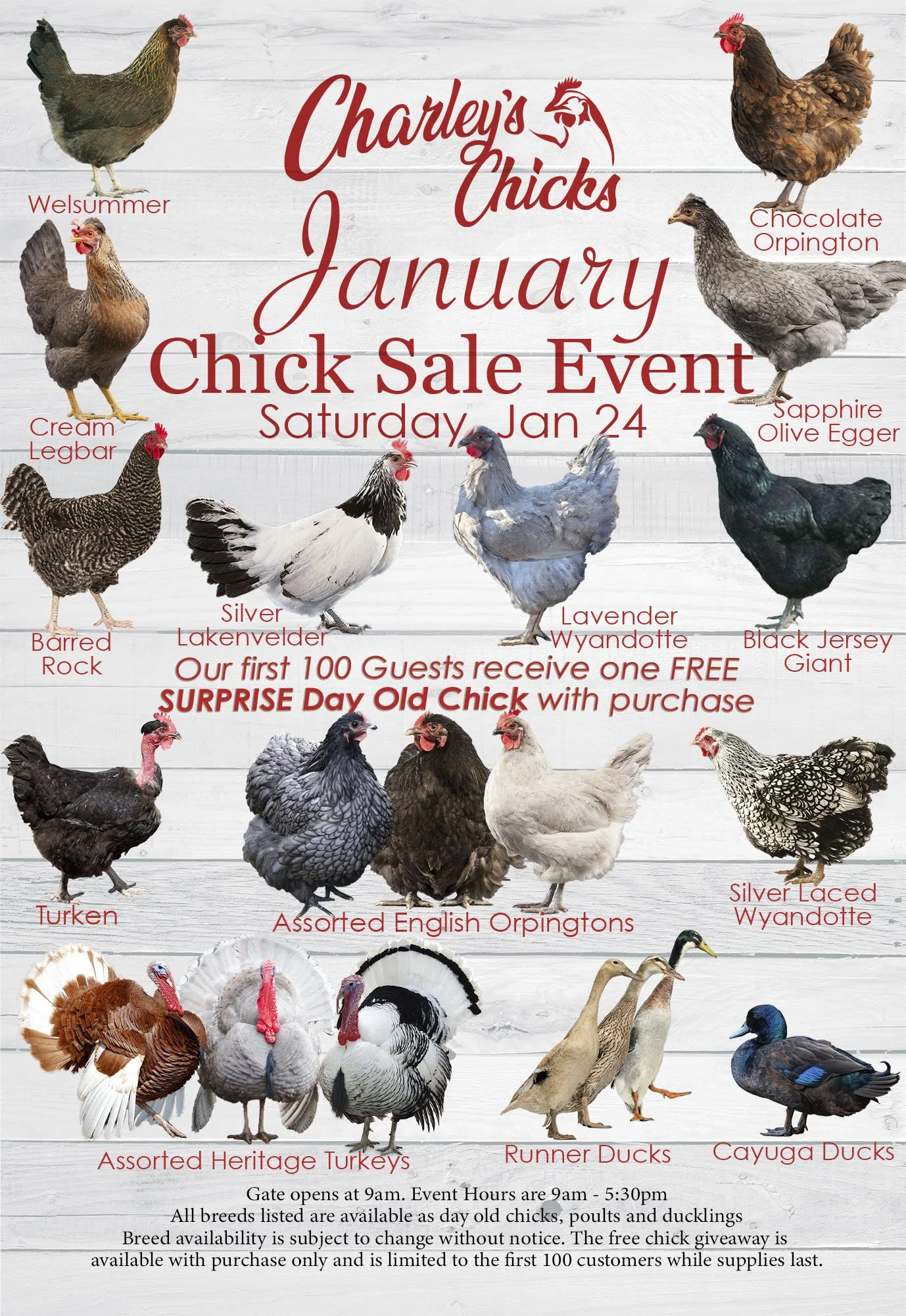 Current Availability — Charley's Chicks