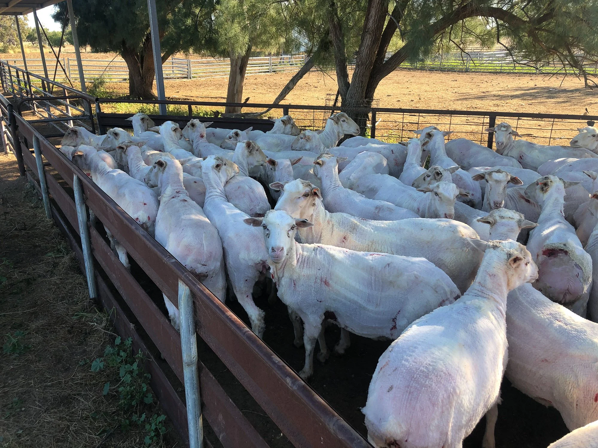 Gallery — Gunnegalderie | Merino & Poll Merino Breeders