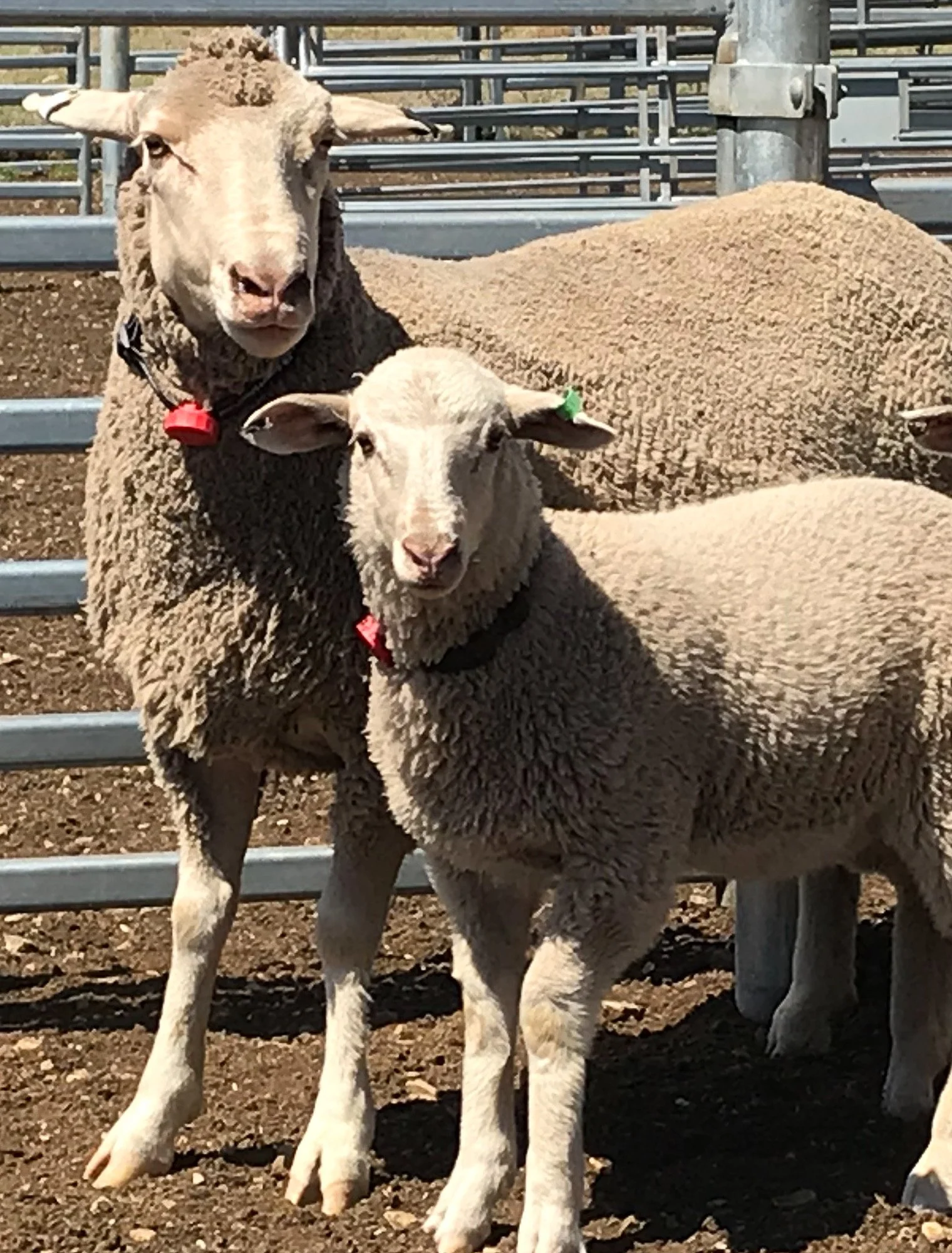 Gallery — Gunnegalderie | Merino & Poll Merino Breeders