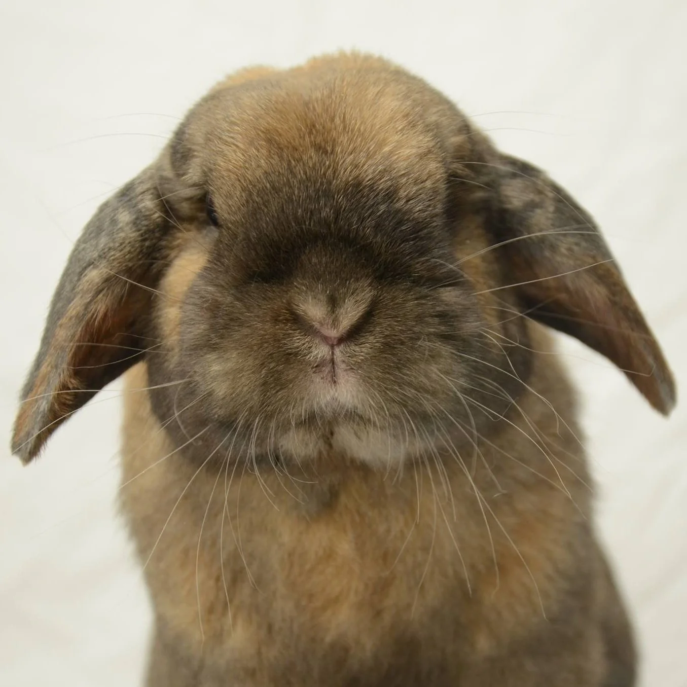 House Bunny Pet