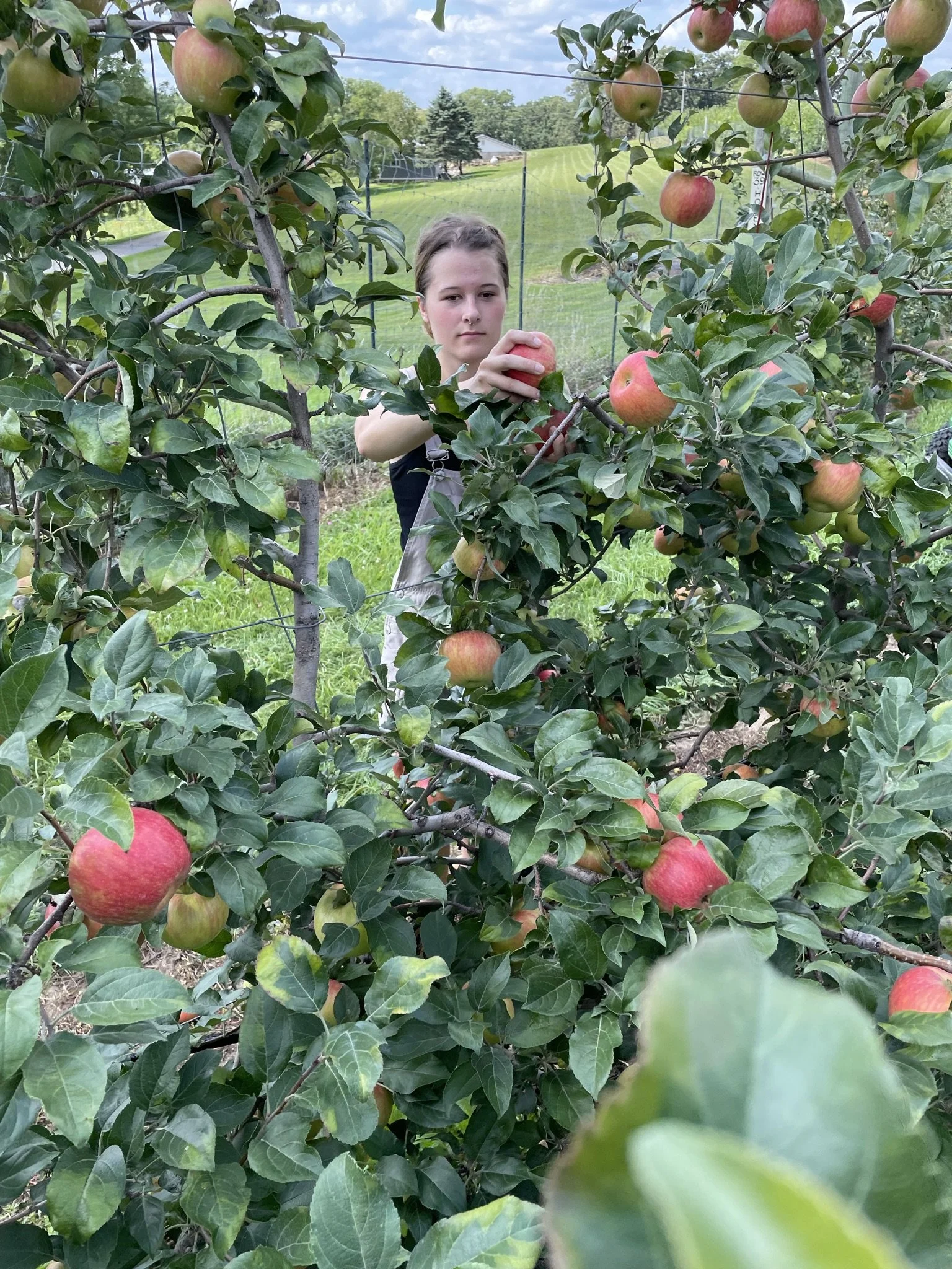 Photo Gallery — Sutter's Ridge Apple Orchard, Pumpkin Patch & Corn Maze ...