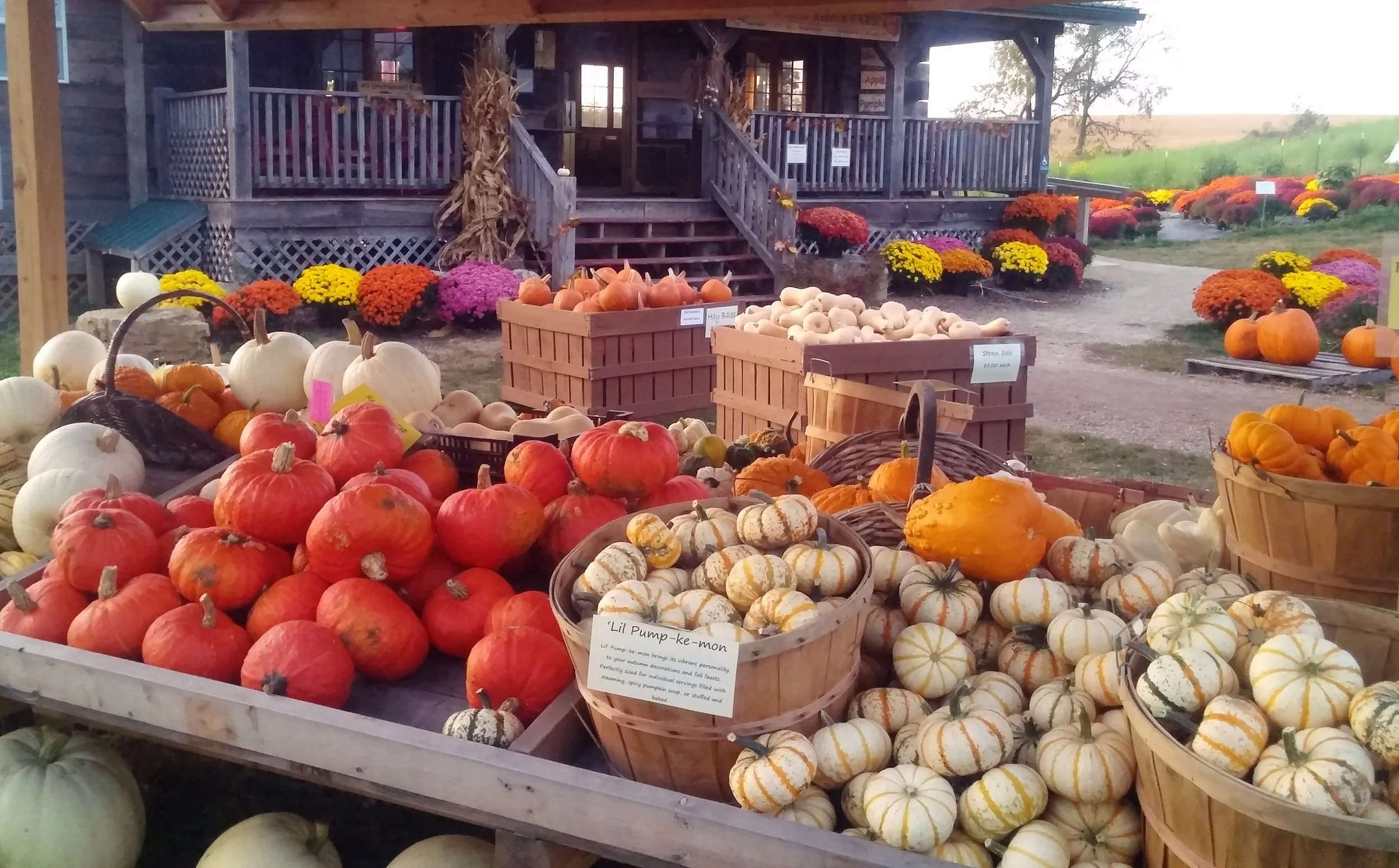 Things to do — Sutter's Ridge Apple Orchard, Pumpkin Patch & Corn Maze ...