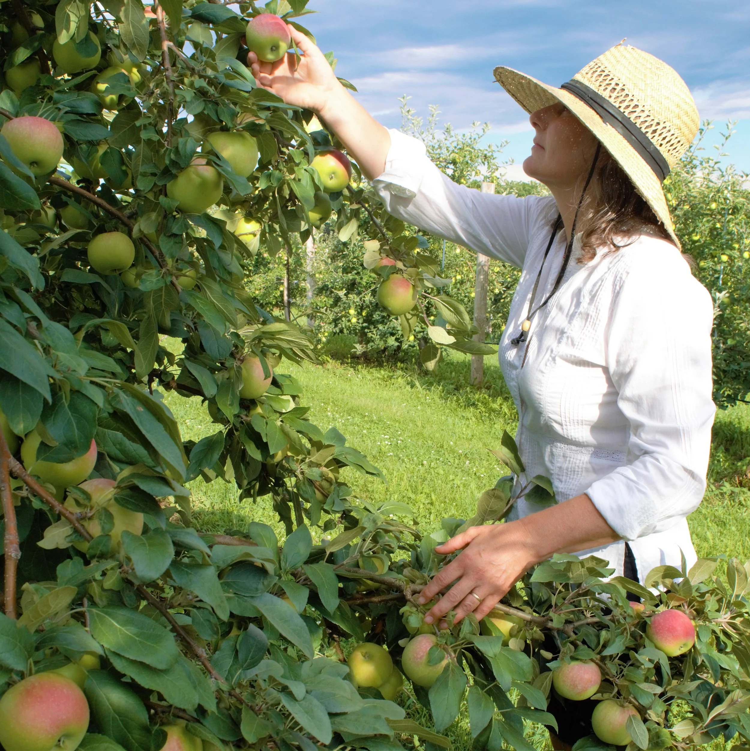 Apple Picking — Sutter's Ridge Apple Orchard, Pumpkin Patch & Corn Maze ...