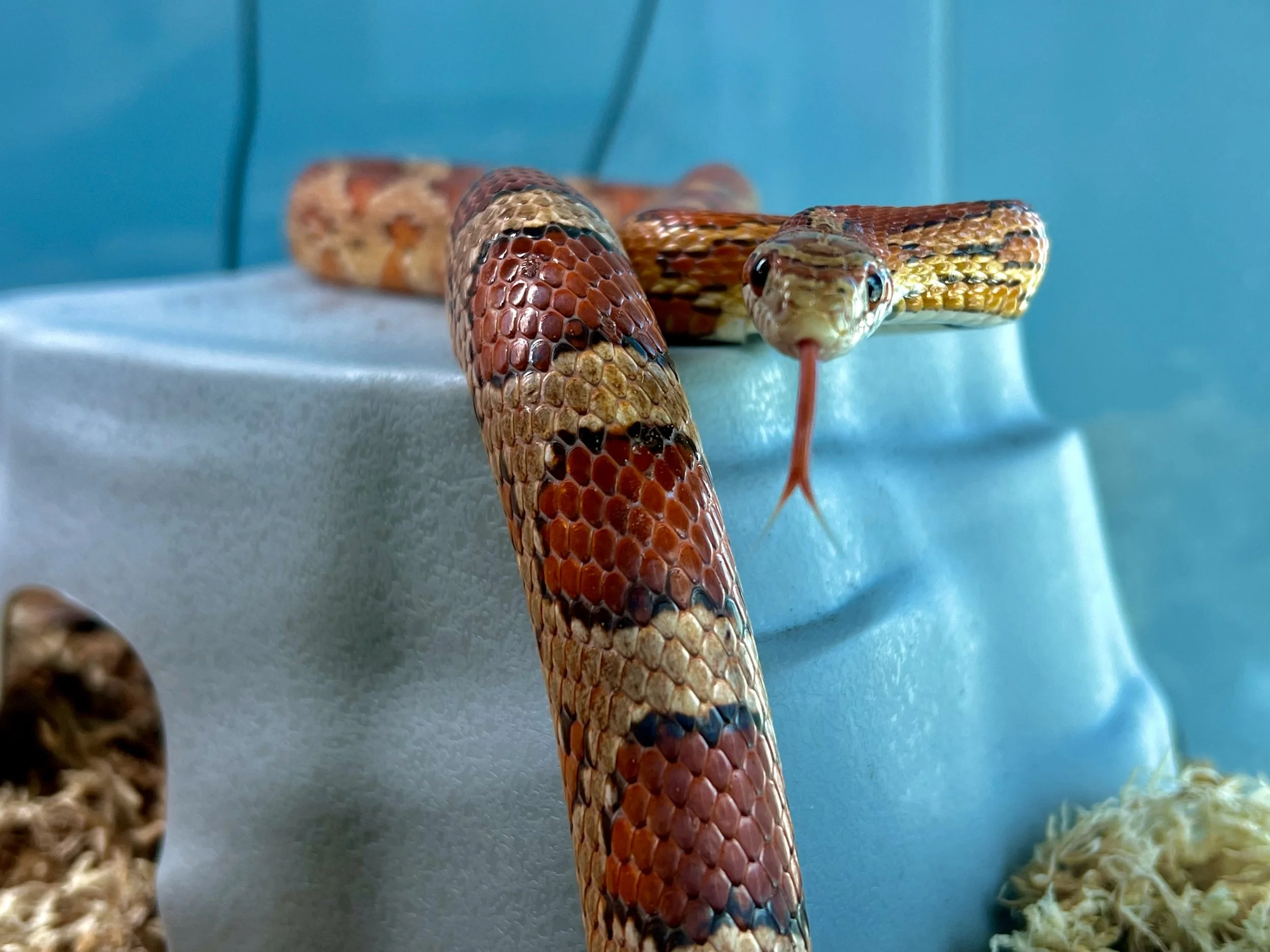 Snakes! Why Did It Have to Be Snakes! — Tampa Bay Watch Discovery Center