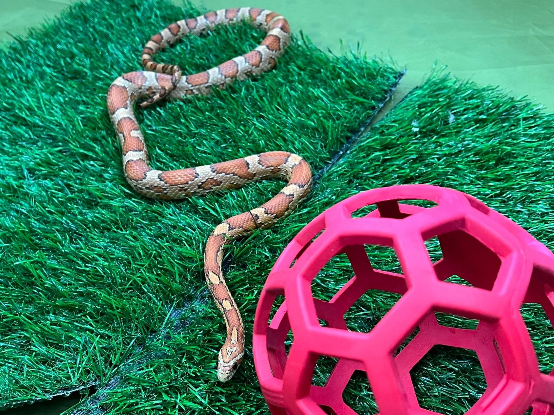 Snakes! Why Did It Have to Be Snakes! — Tampa Bay Watch Discovery Center