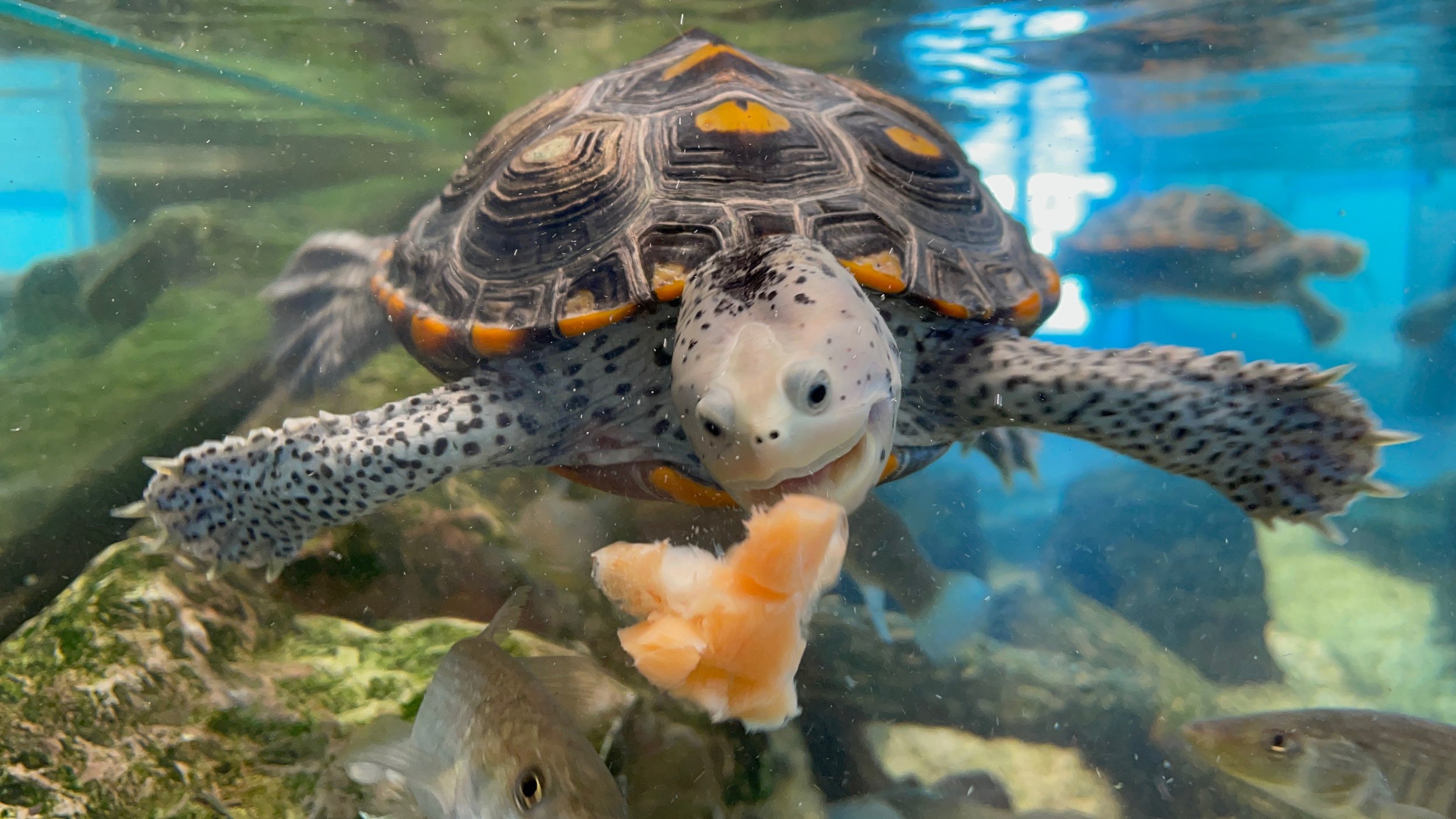 Marine Science Programs — Tampa Bay Watch Discovery Center