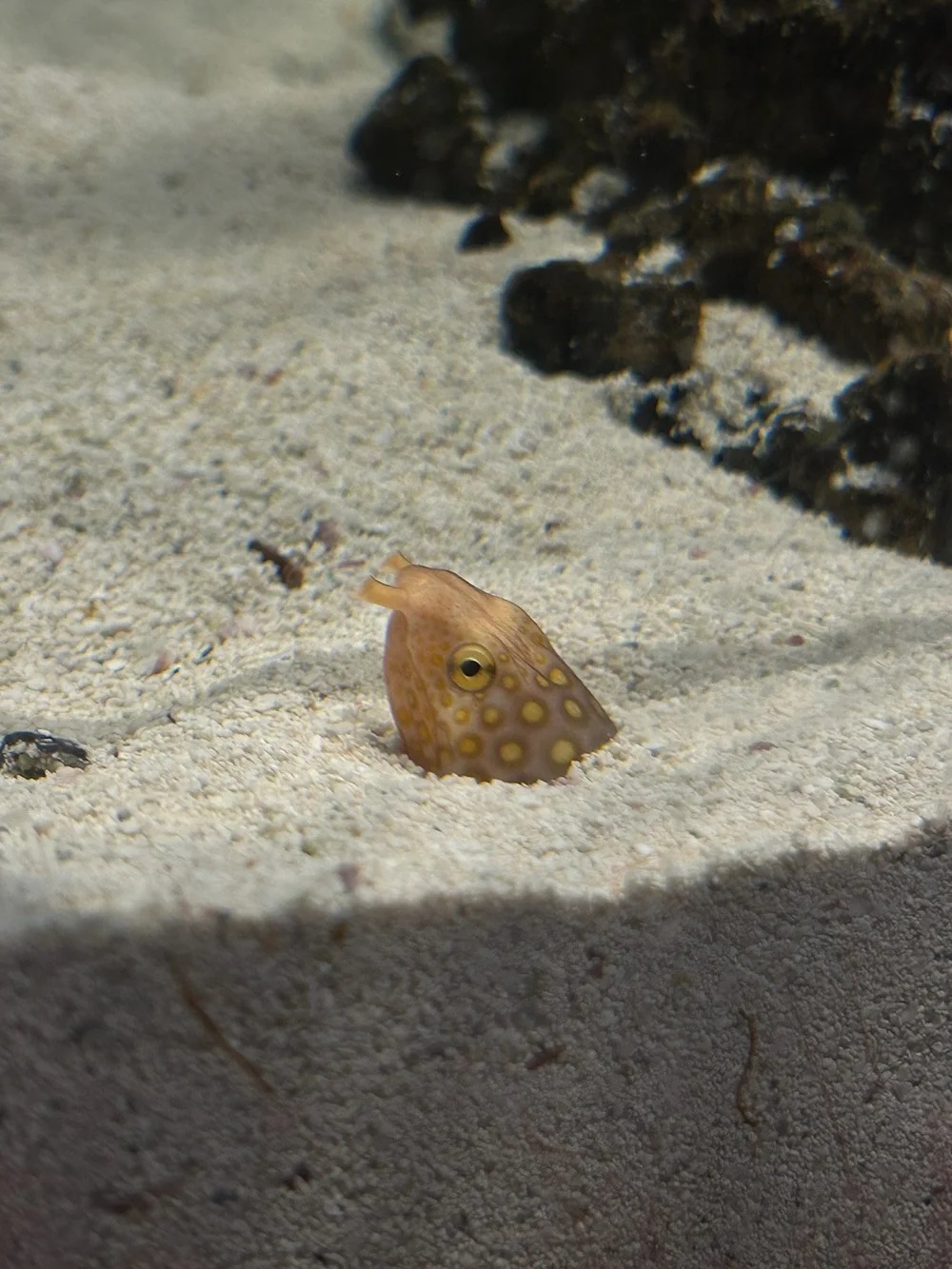 The Bay Blog — Tampa Bay Watch Discovery Center